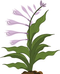 Flowering Hosta Vector Illustration | AnnTheGran.com