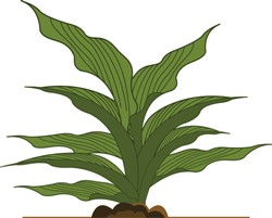 Hosta Leaves Vector Illustration | AnnTheGran.com