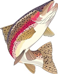 RAINBOW TROUT Vector Illustration | AnnTheGran.com