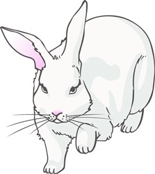 WHITE RABBIT Vector Illustration | AnnTheGran.com