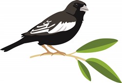 Lark Bunting Vector Illustration | AnnTheGran.com