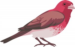 Purple Finch Vector Illustration | AnnTheGran.com