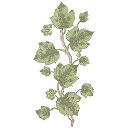 Ivy Embroidery Design | AnnTheGran.com