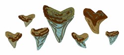 Fossil Shark Teeth Embroidery Design | AnnTheGran.com